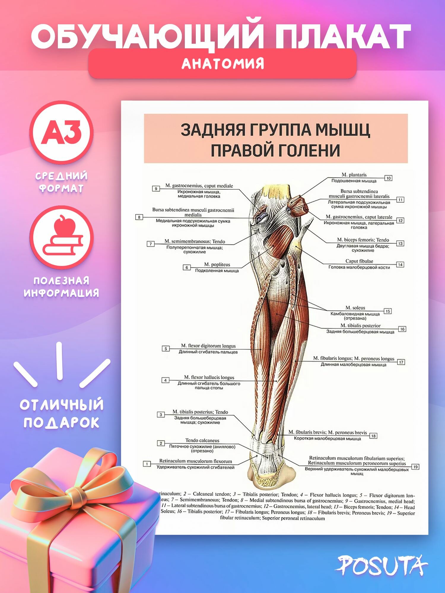 Постер анатомия мышцы человека