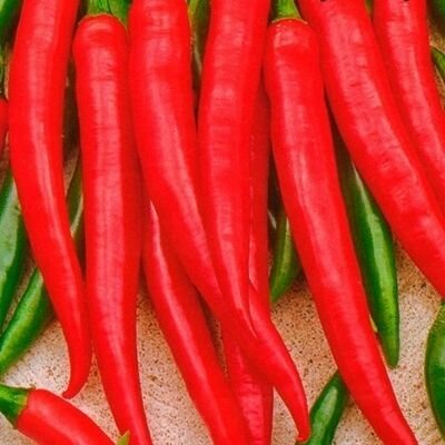 Коллекционные семена перца острого Копье индейца