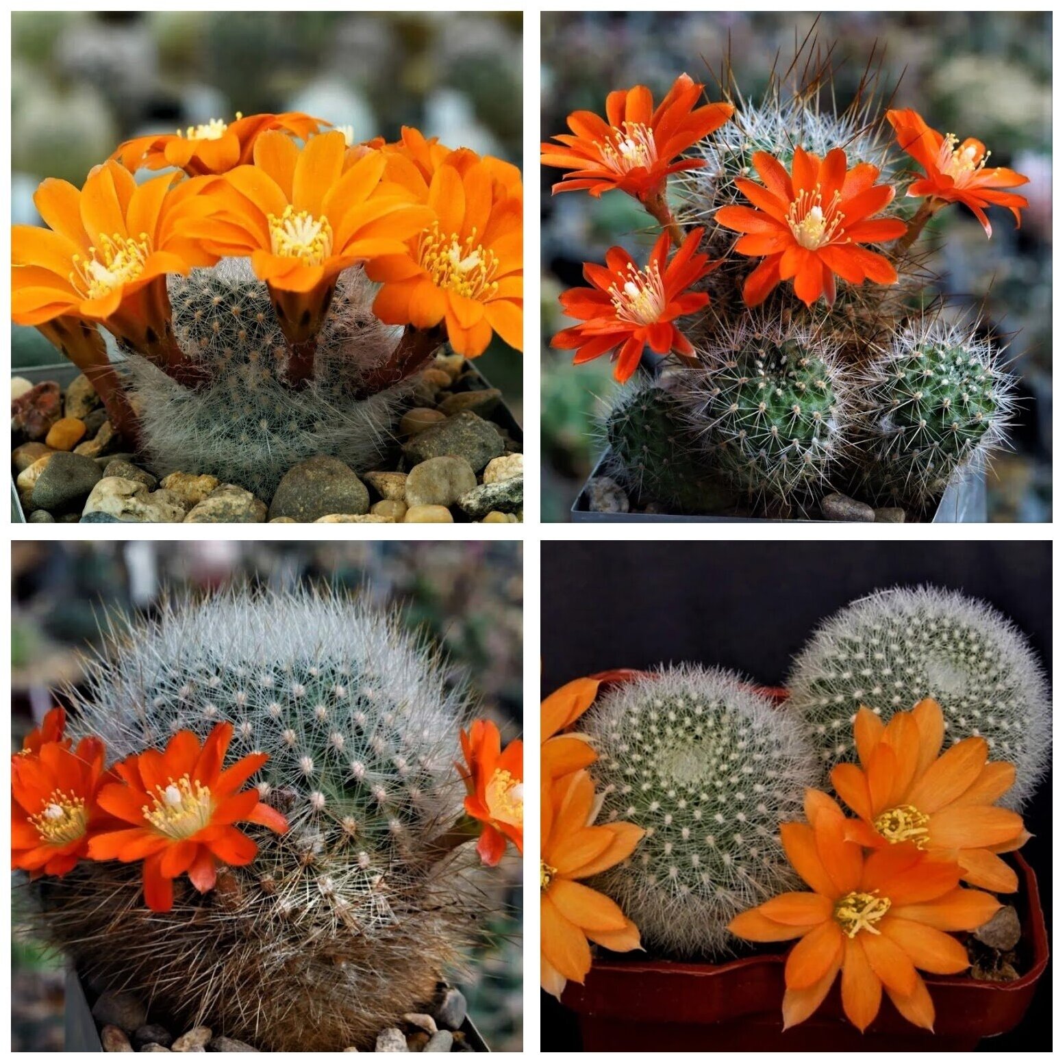 Семена Орешка Суккулент Кактус Aylostera mix 10 ШТ