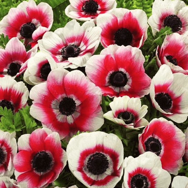 Анемона Биколор (5 луковиц), Нидерланды
