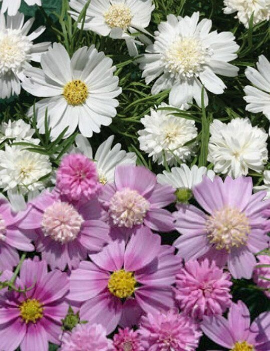 Семена растения Космея Гармония, смесь