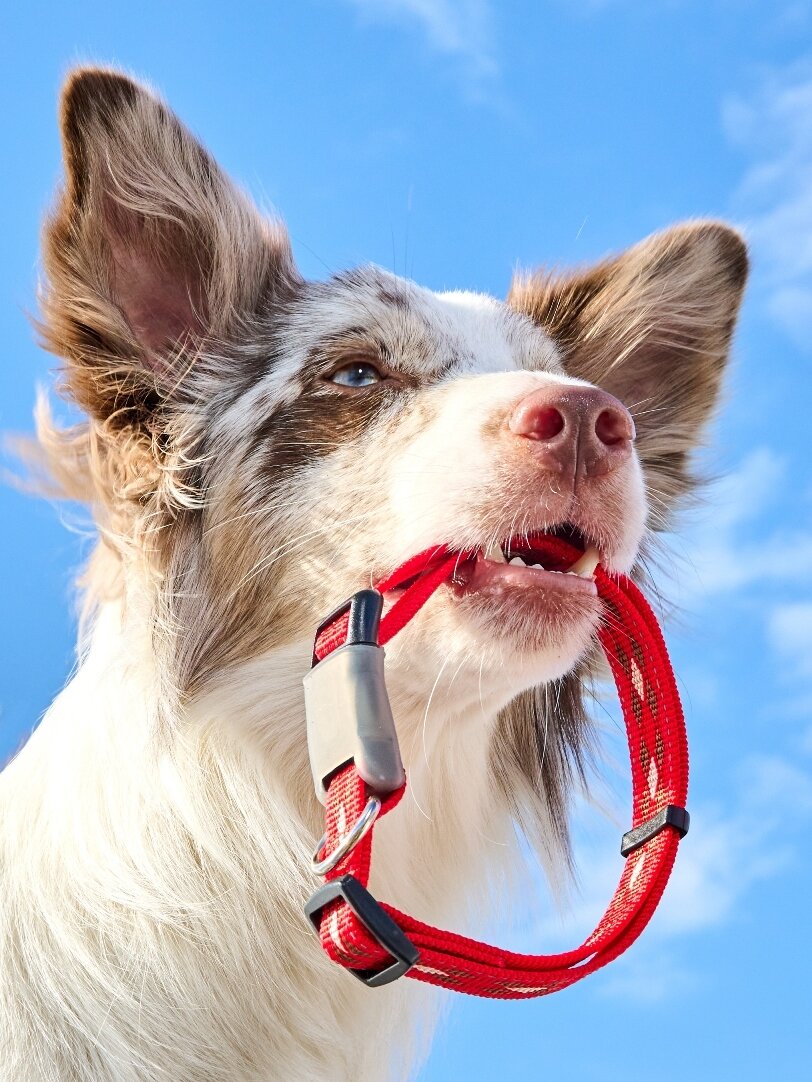 Светоотражающий ошейник для собак Japan Premium Pet с двойной стропой и силиконовый защитой, красный, размер М.