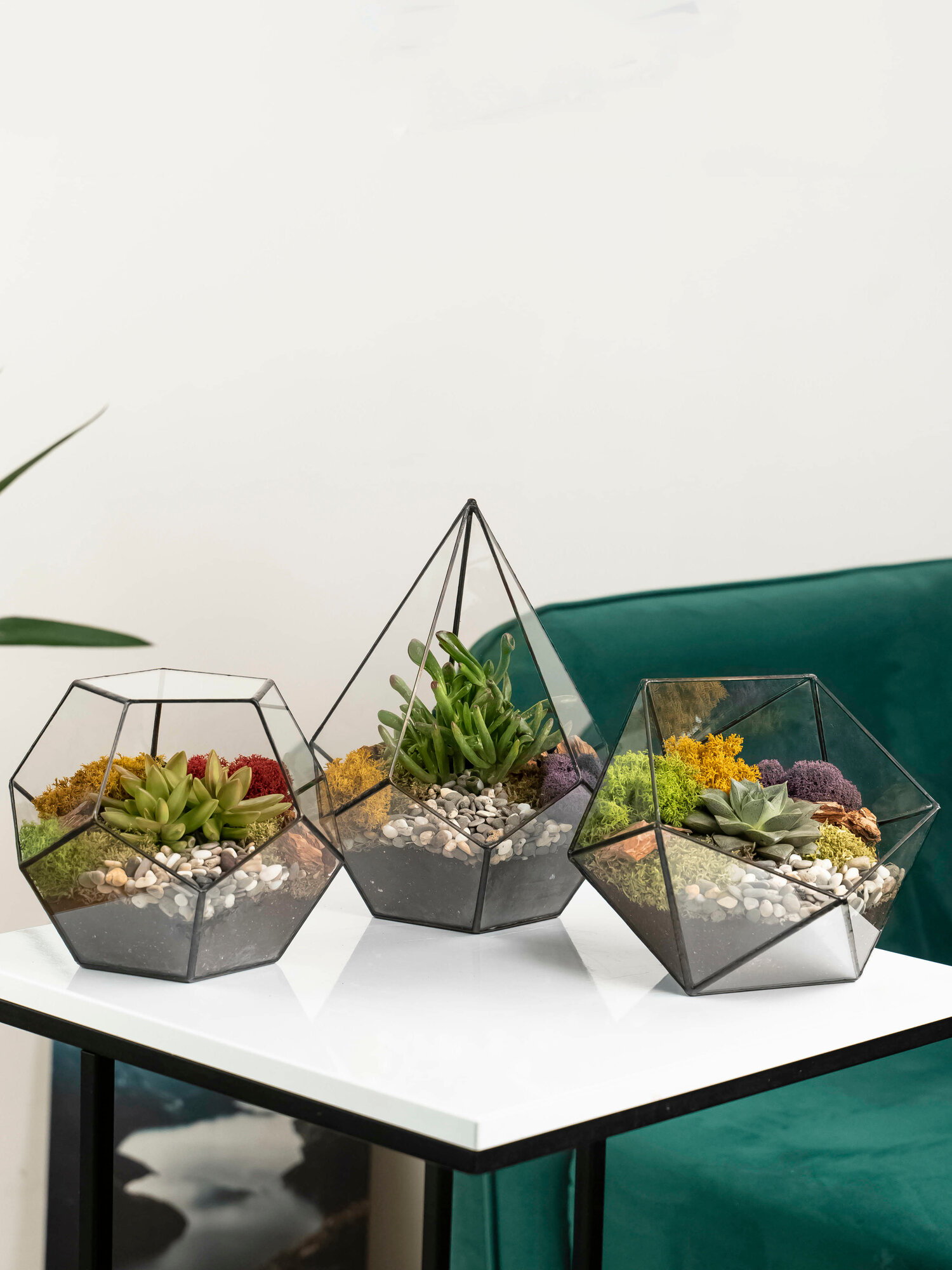 Geo Glass: Набор флорариумов с суккулентами : Седум, Крассула , Эхеверия , ваза для флорариума