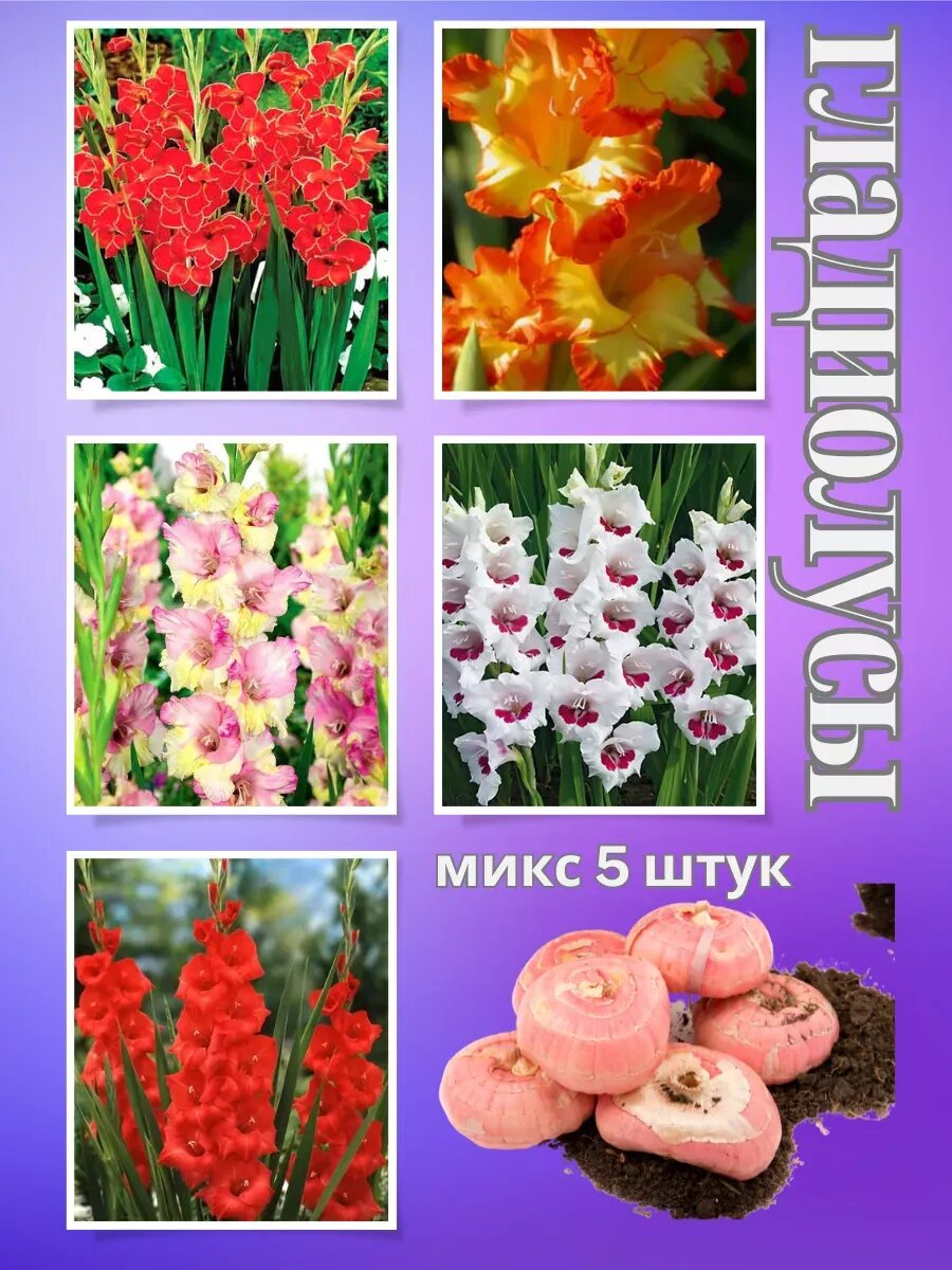 Гладиолус крупноцветковый, махровый , микс сортов, 5 луковиц