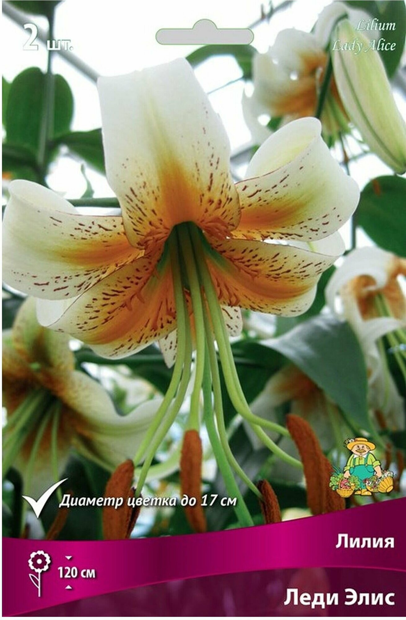 Луковицы лилии "Леди Элис" поиск, высота 120см, белые с оранжевым центром