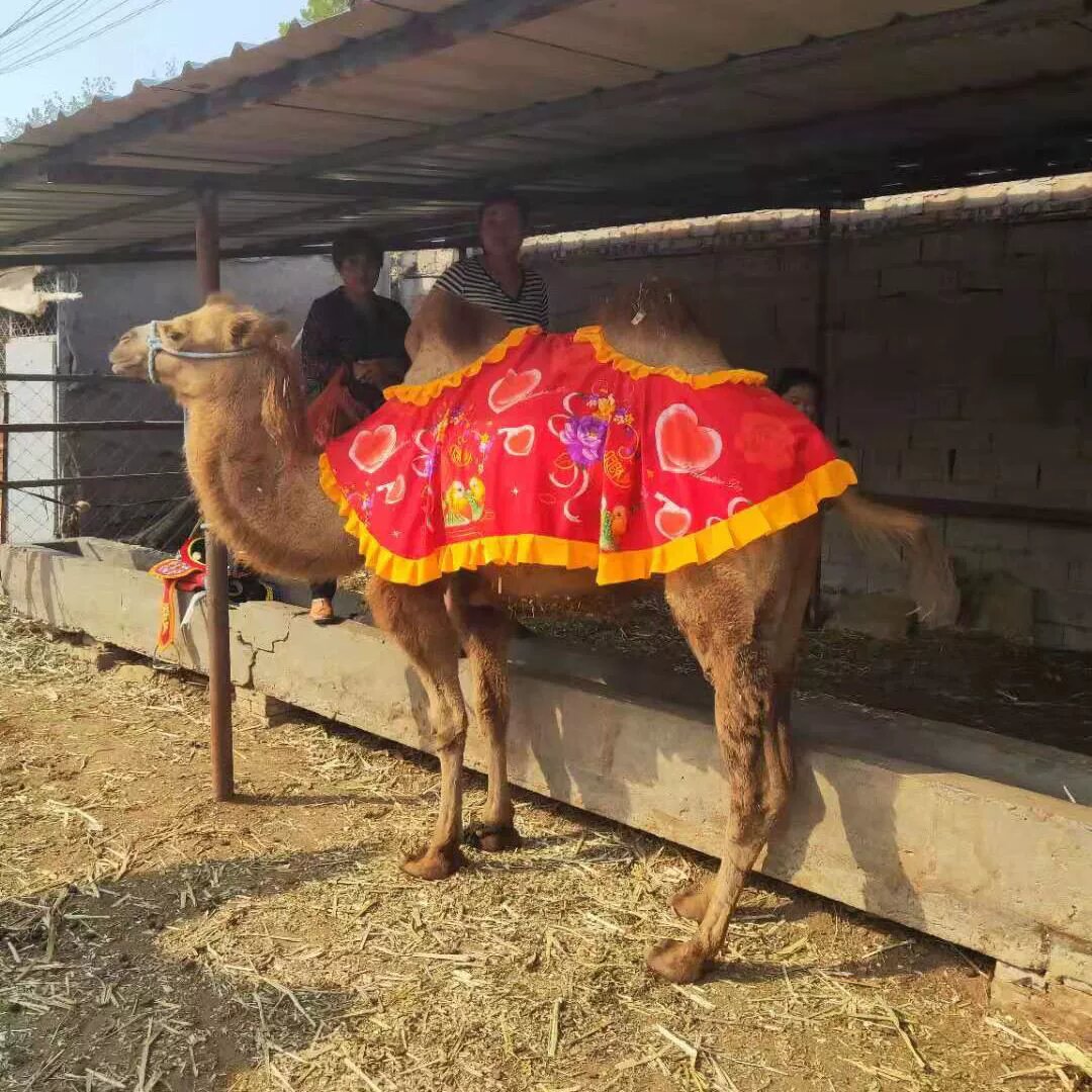 Старинная конная упряжь для реквизита, деревянная упряжь для лошадей ручной работы, большая упряжь для лошадей для