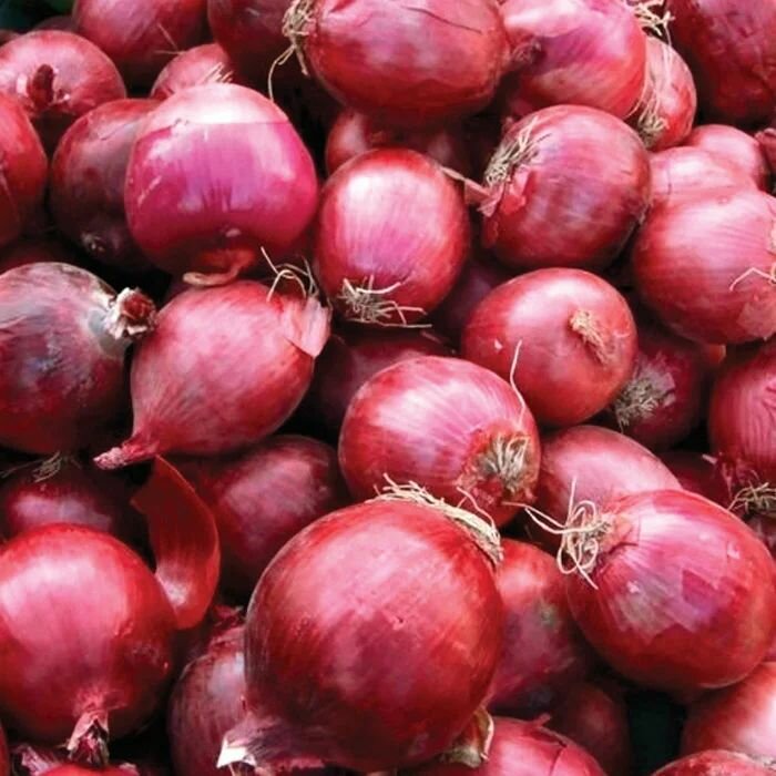 Коллекционные семена лука шалот F1 Камелот, 3 пачки в комплекте