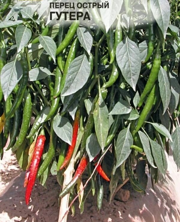 Коллекционные семена перца острого Гутера