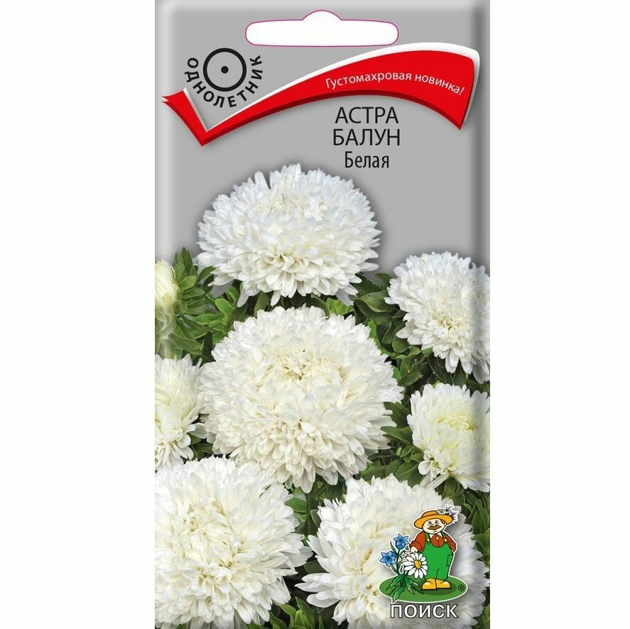 Астра Балун Белая