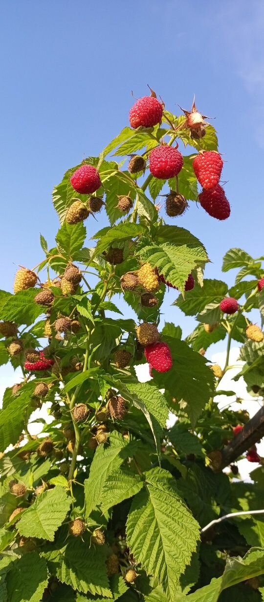 Семена малины Самохвал 10шт+бонус