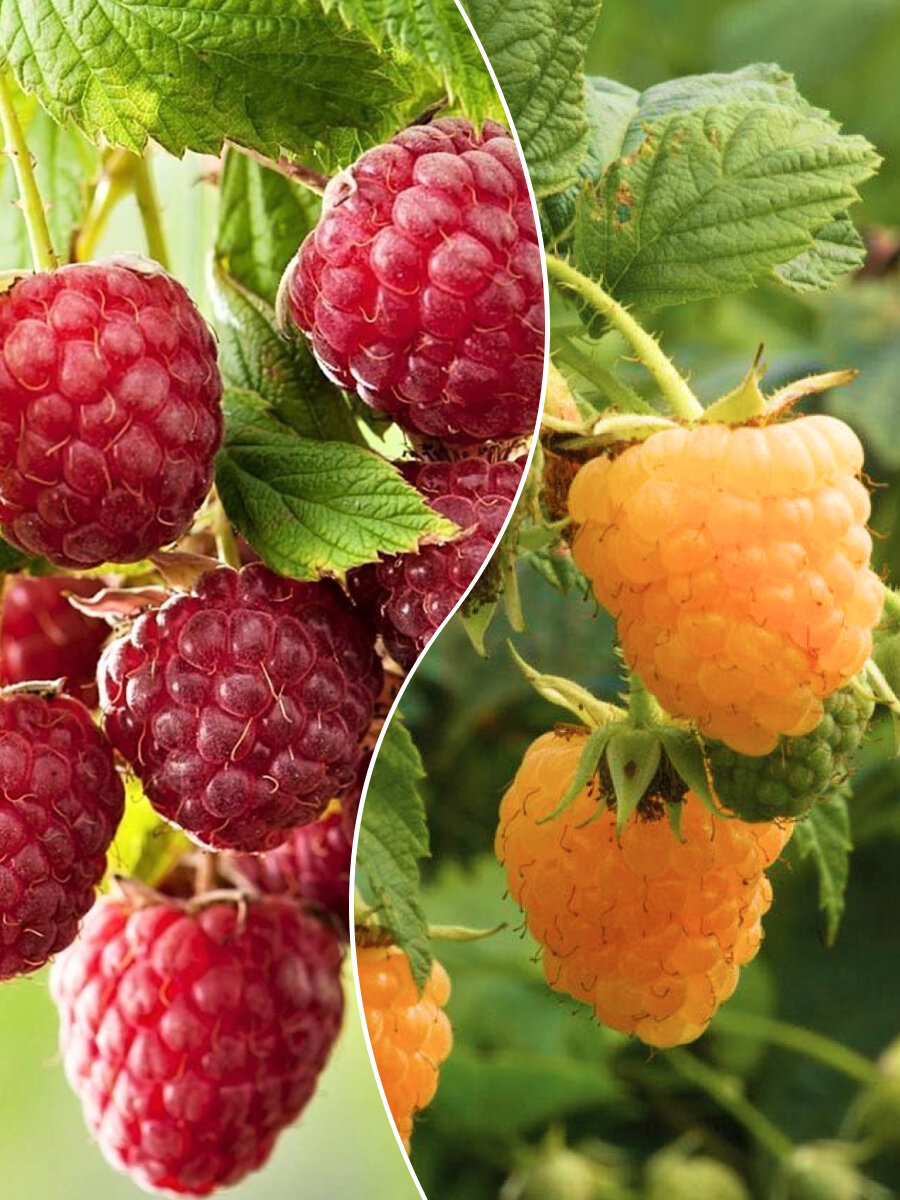 Комплект "Дуэт малины Зюгана" из 2 сортов / многолетние, морозостойкие