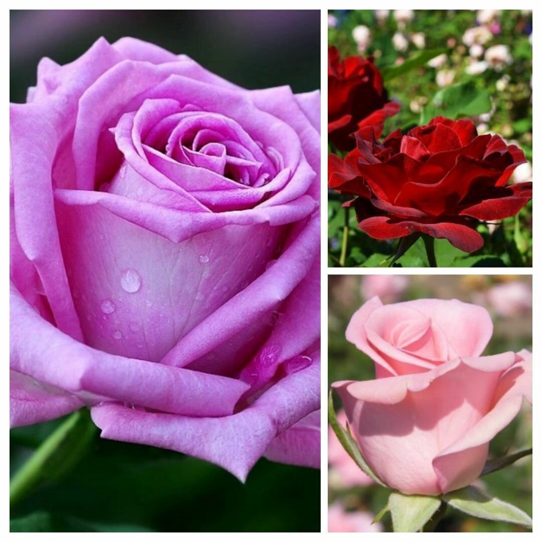 Комплект чайно-гибридных роз Любовь 3 шт