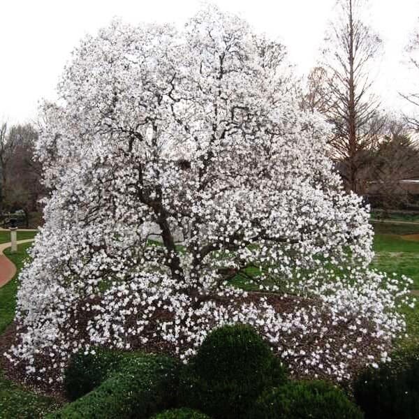 Магнолия Меррилл (1 саженец в горшке Р9), Нидерланды