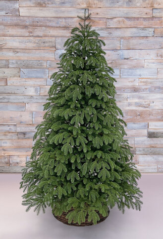 Black Boх Black Box ель Дворянская литая 2,15 м