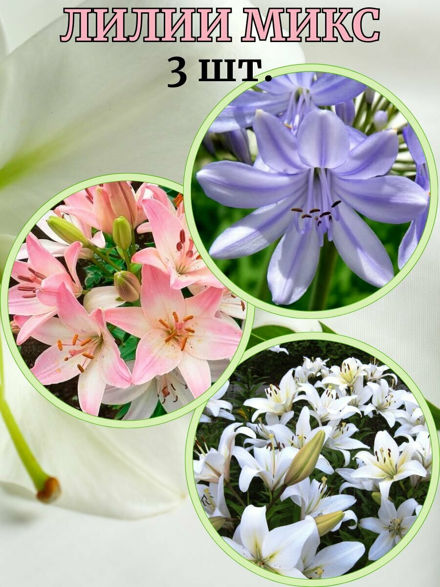 Лилии луковицы микс 3 штуки, многолетние цветы