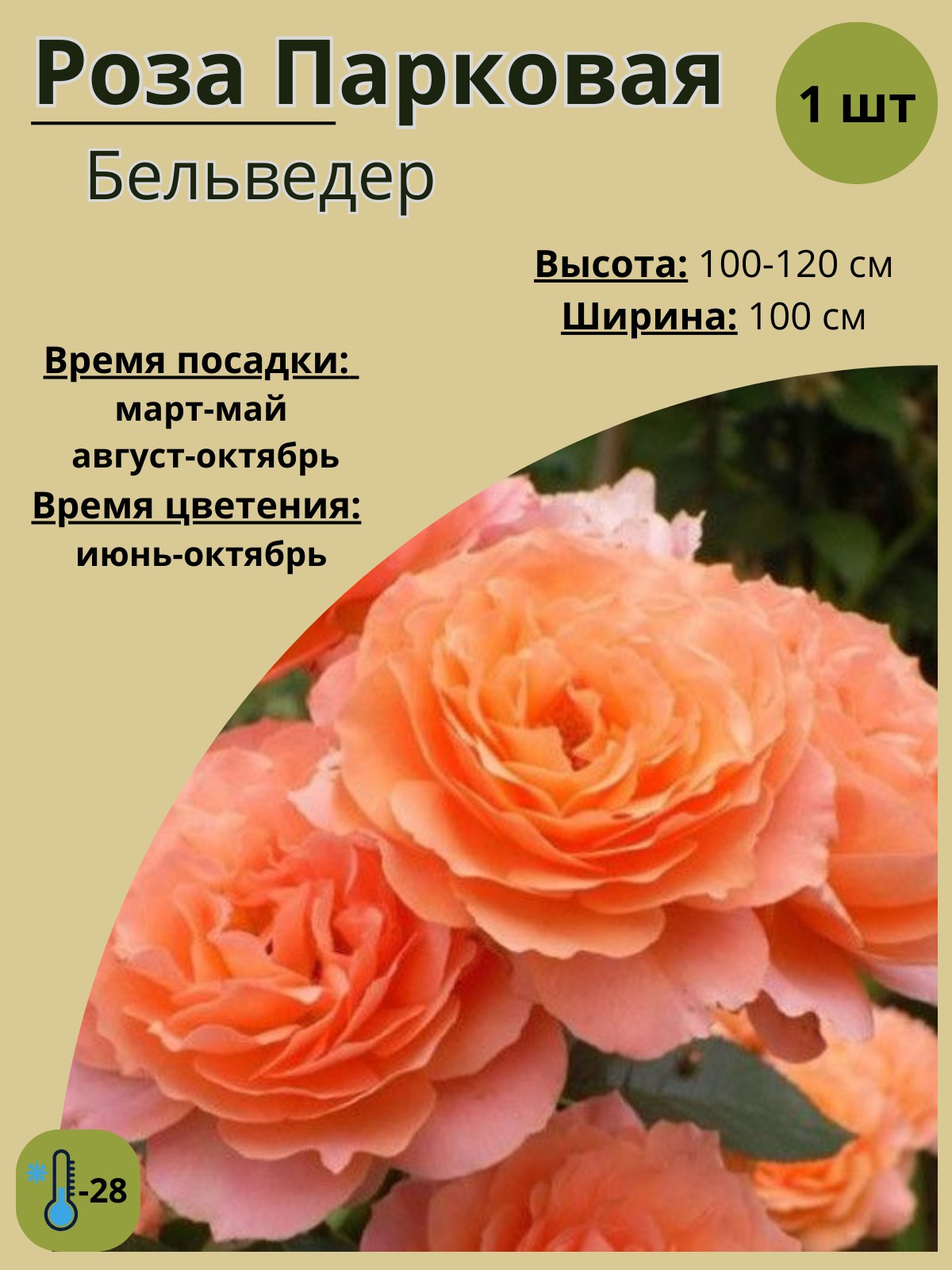 Роза парковая Бельведер