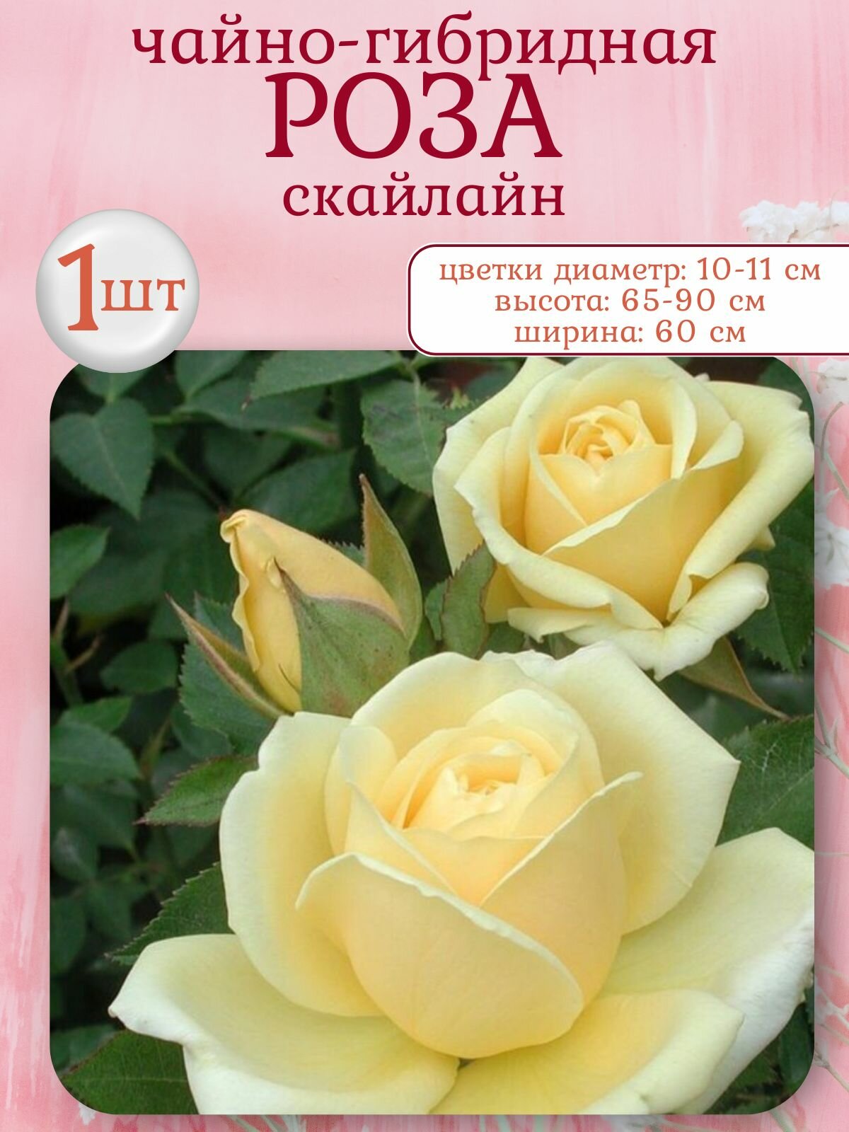 Роза чайно-гибридная Скайлайн, многолетние цветы, 1 шт