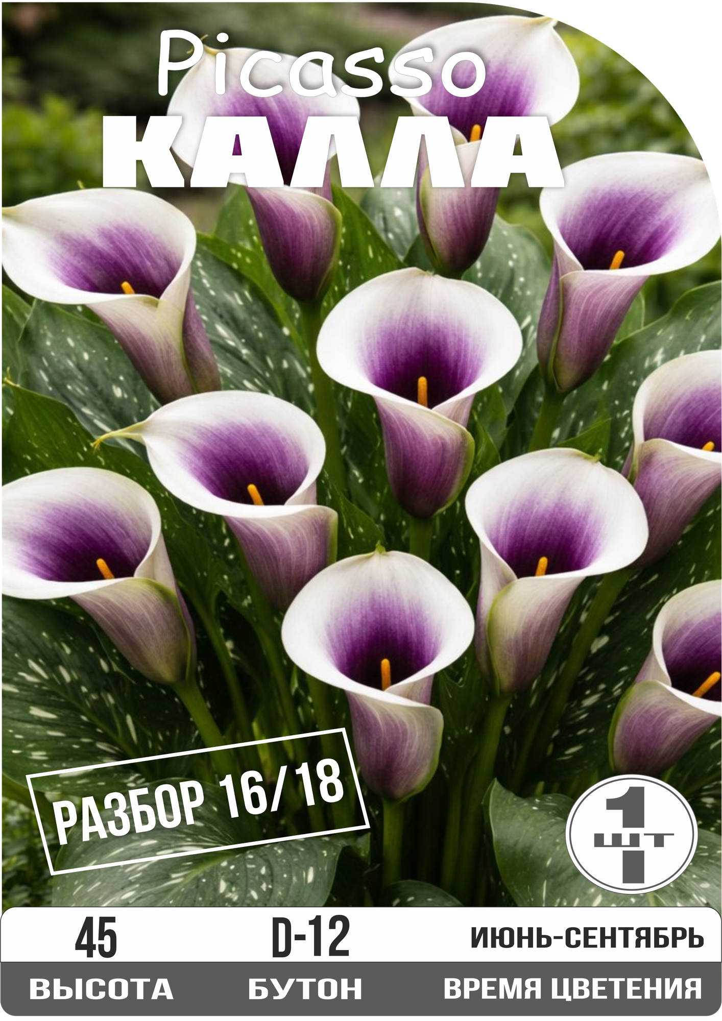 Каллы Пикассо, клубни, многолетние, кремовые с фиолетовым, 60 см, 1 шт Eywa