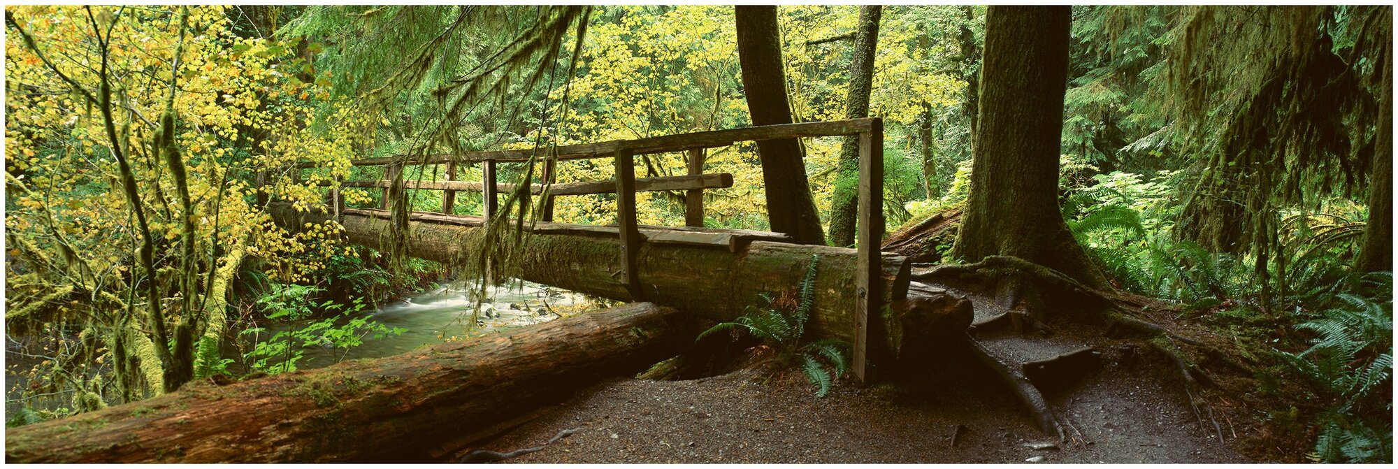 Фотообои Уютная стена "Деревянный мост в тропическом лесу", флизелиновые, 800х270 см