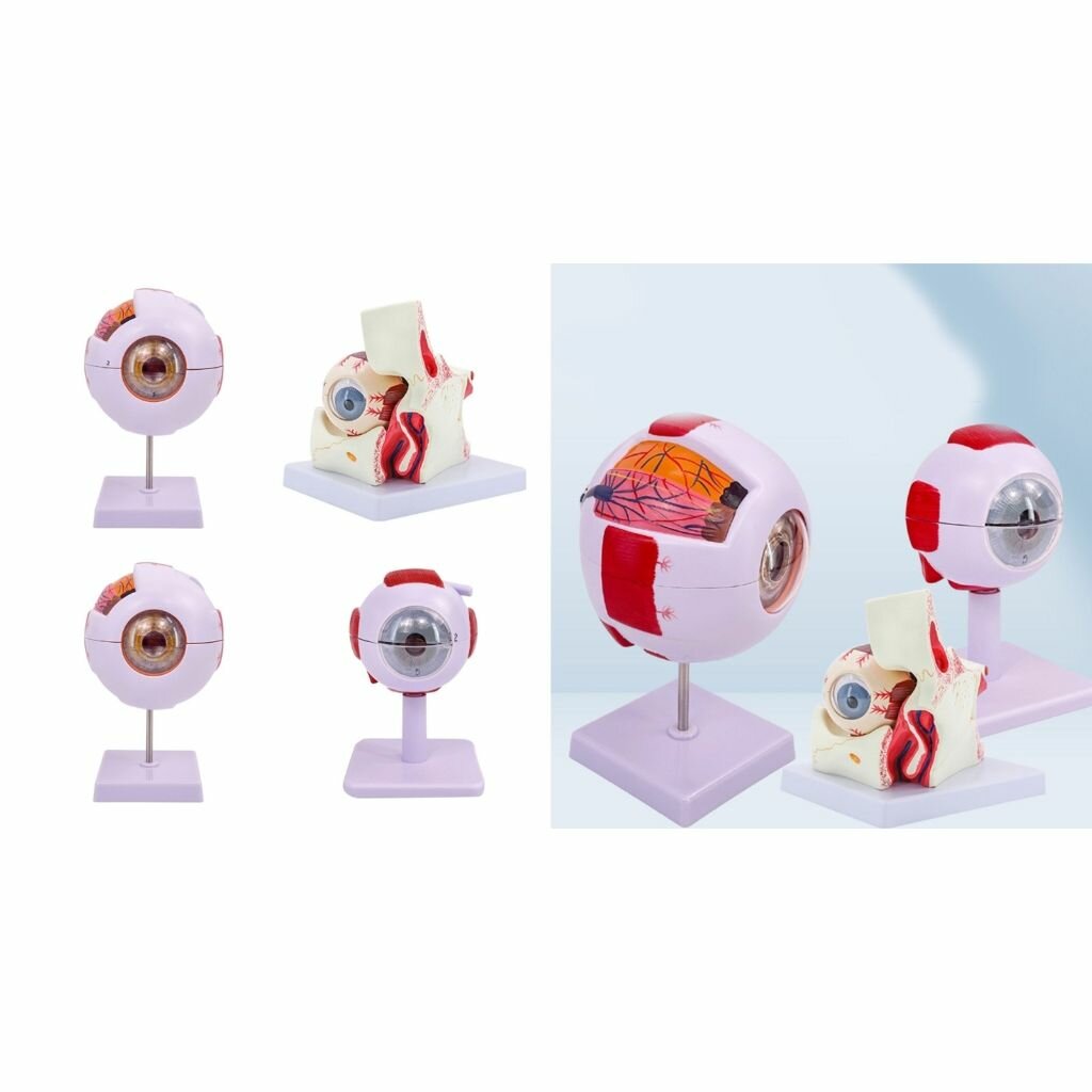 Модель человеческого глазного яблока - в 3 раза больше с логотипом