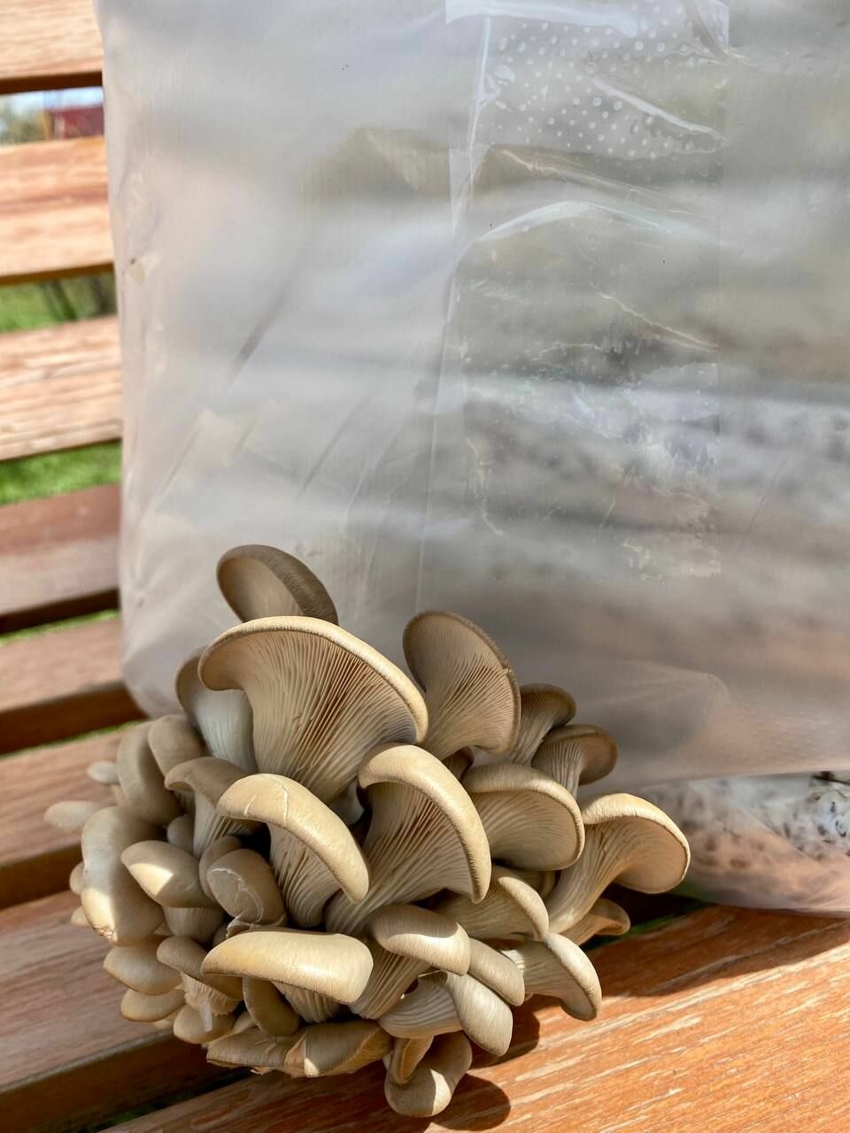 Мицелий вешенки зерновой (штамм К17) - 1 кг