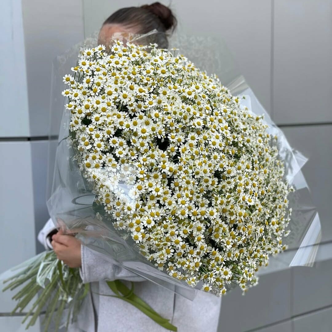 Букет из ромашек 51 шт, красивый букет цветов, шикарный, премиум цветы, премиум букет