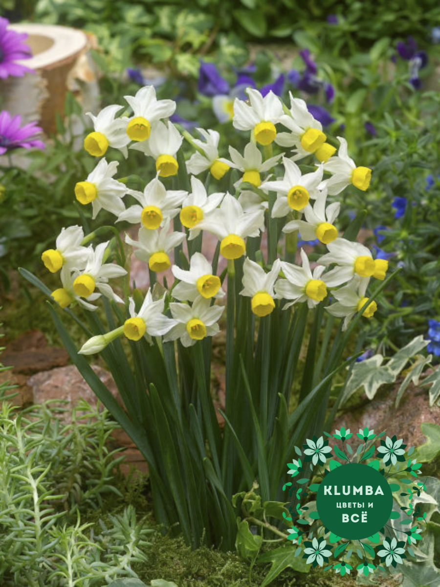 Луковицы цветов, Клумба, Нарцисс CANALICULATUS ( 3 штуки ) желто-белый