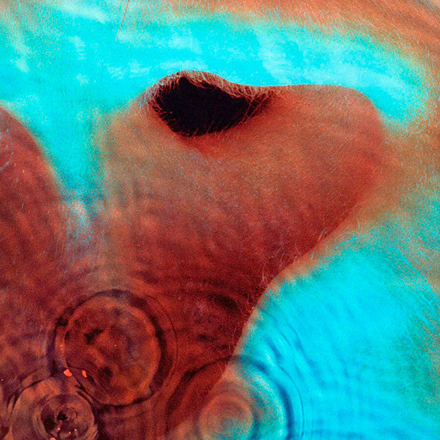 Pink Floyd – Meddle [180 Gram] (LP)