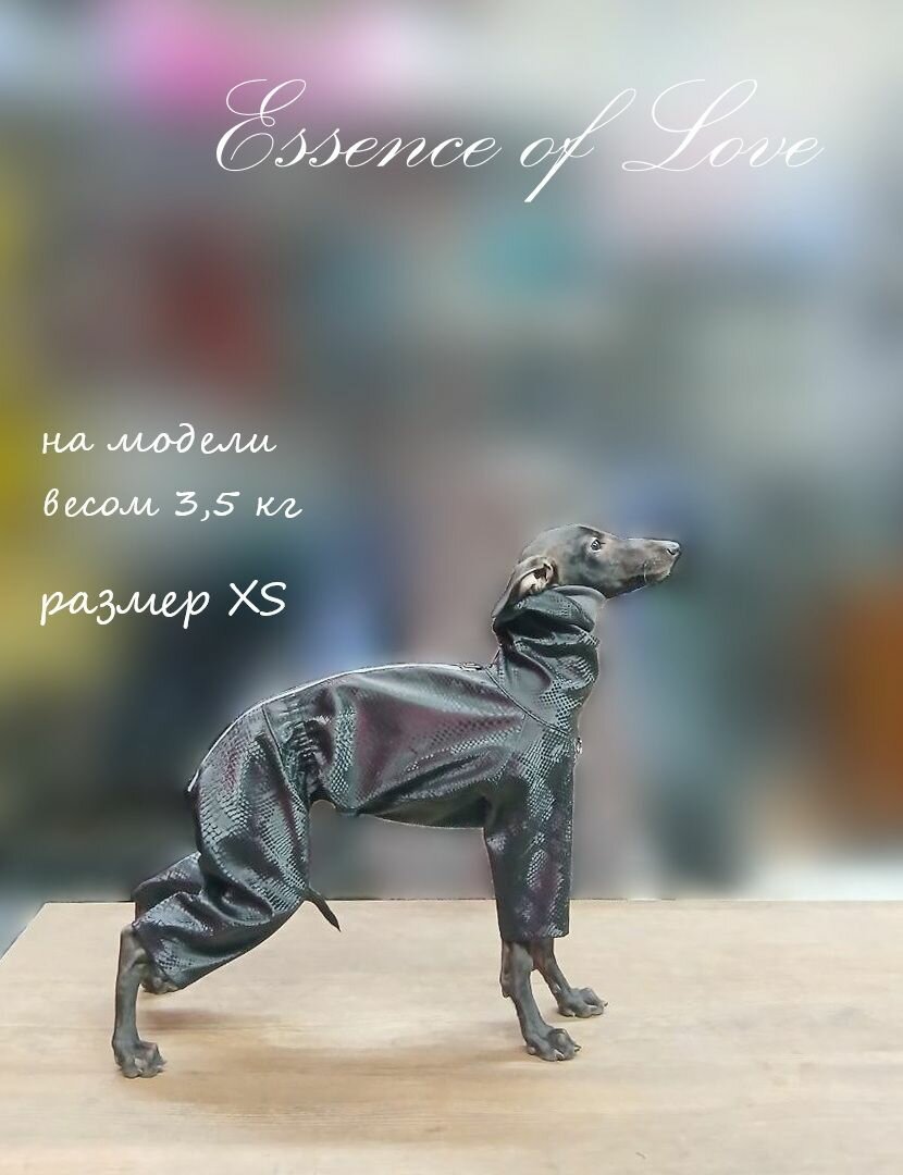 Дождевик для левретки из софтшела Черный Питон (Male) Essence of Love