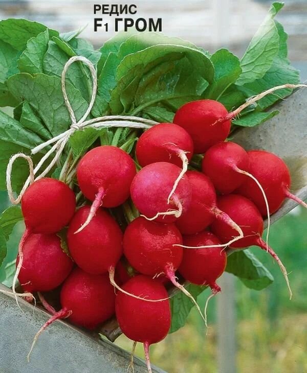 Коллекционные семена редиса Гром F1