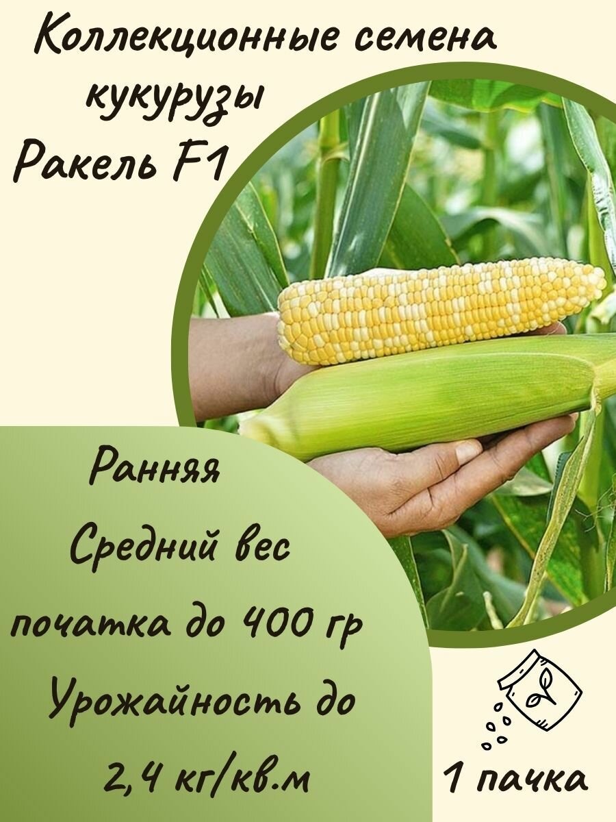 Коллекционные семена кукурузы Ракель F1, 10 шт. семян