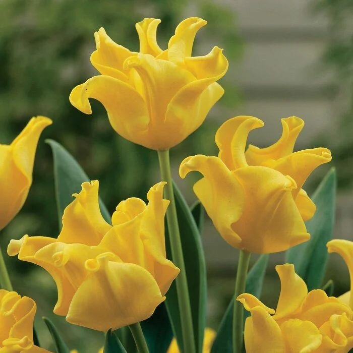 Тюльпан Йеллоу Краун 5 шт.