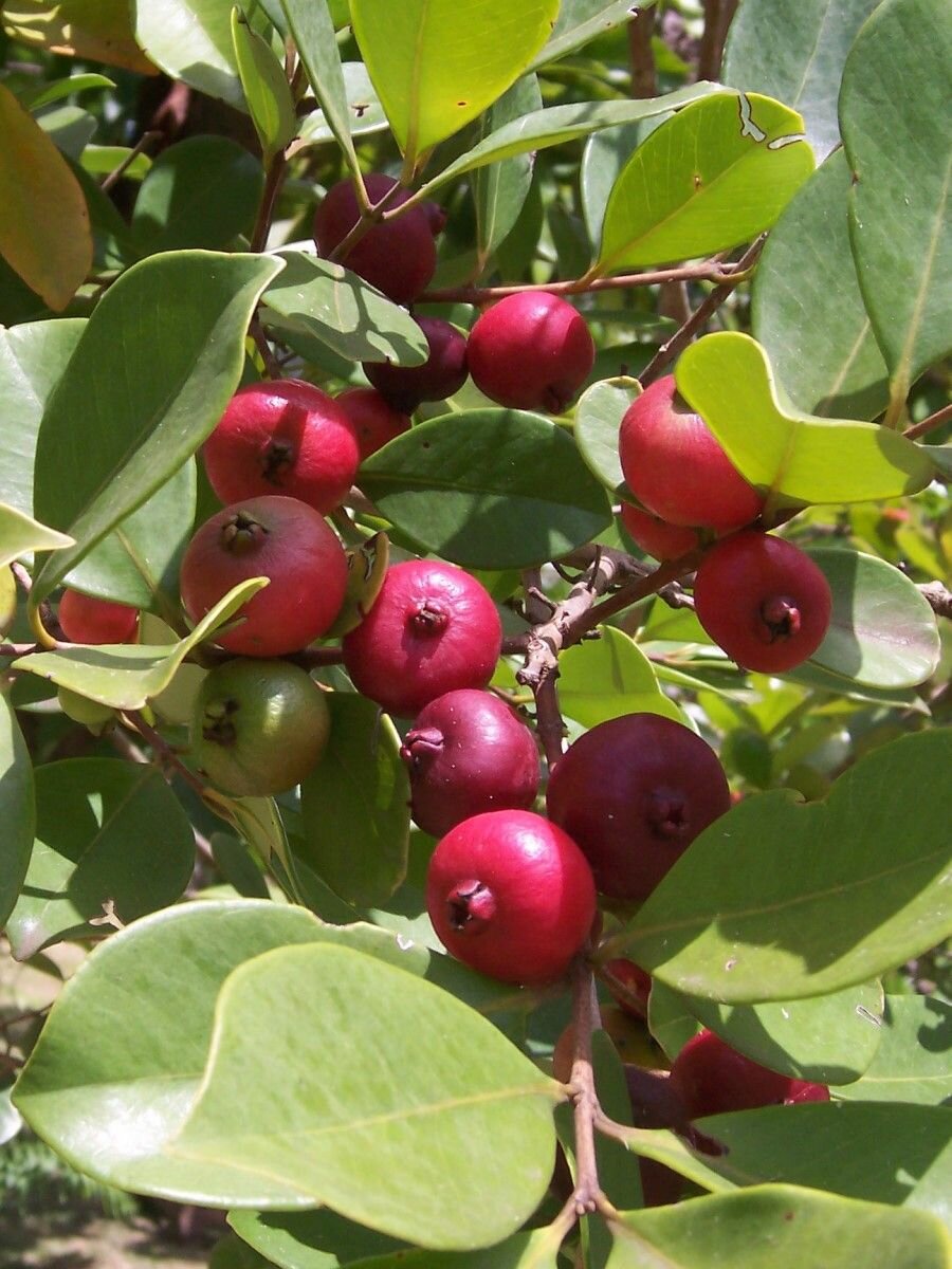 Семена Гуава земляничная (Psidium cattleyanum), 5 штук семян