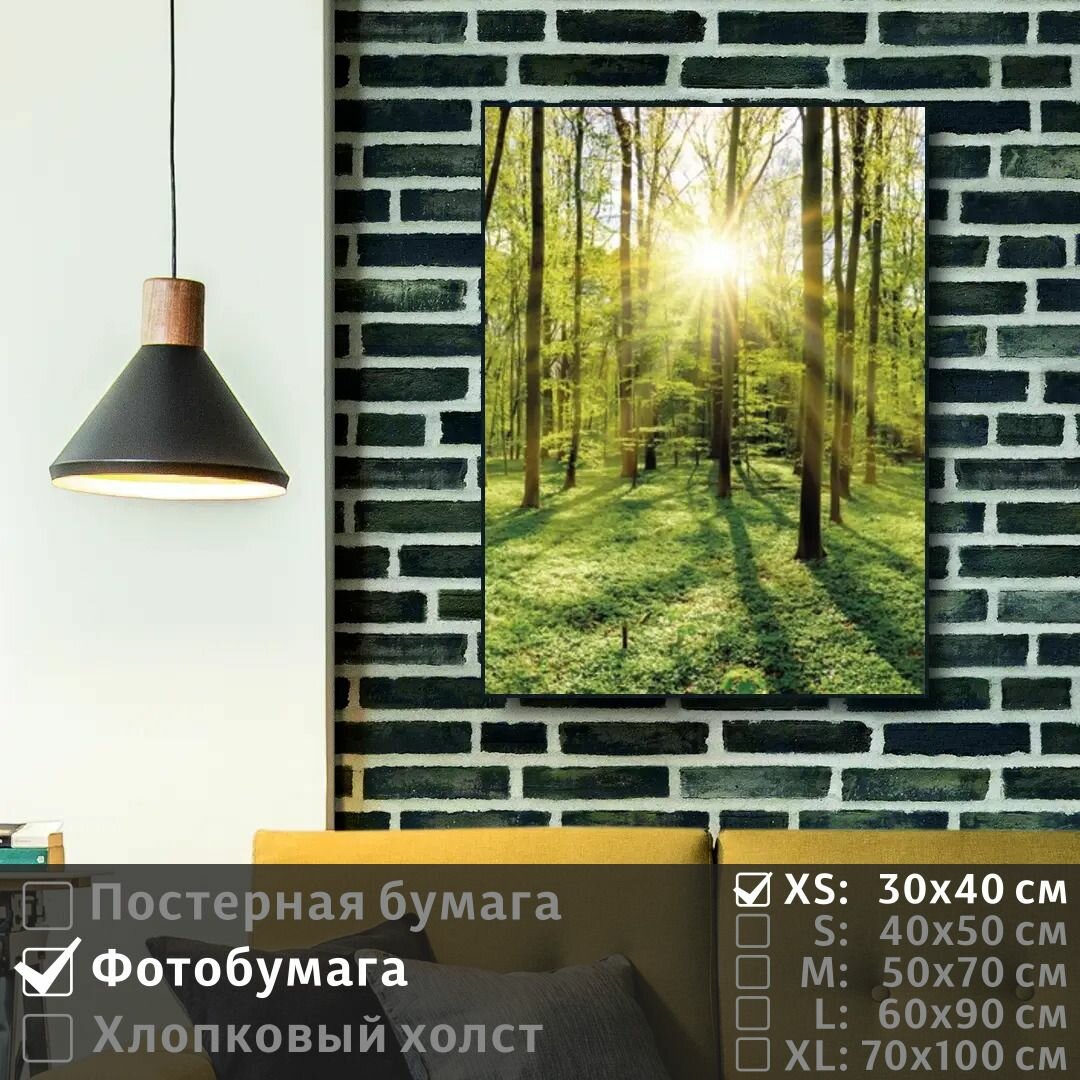 Постер на фотобумаге Лучи Утреннего Солнца В Весеннем Лесу 30х40 см ПолиЦентр