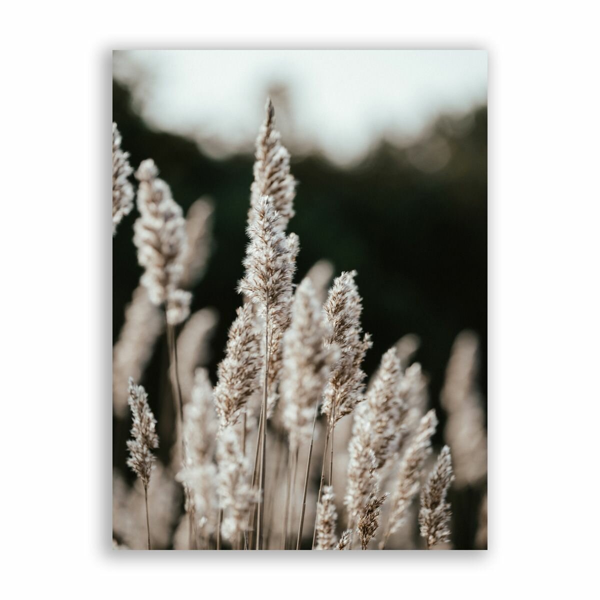Постер, плакат на бумаге / Скандинавский постер - Сухоцветы / Размер 30 x 40 см