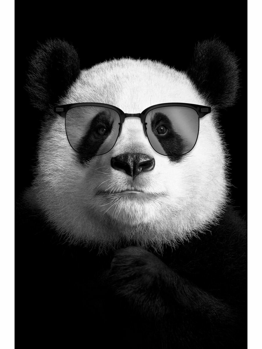 Постер "Черно-белые животные. Панда"