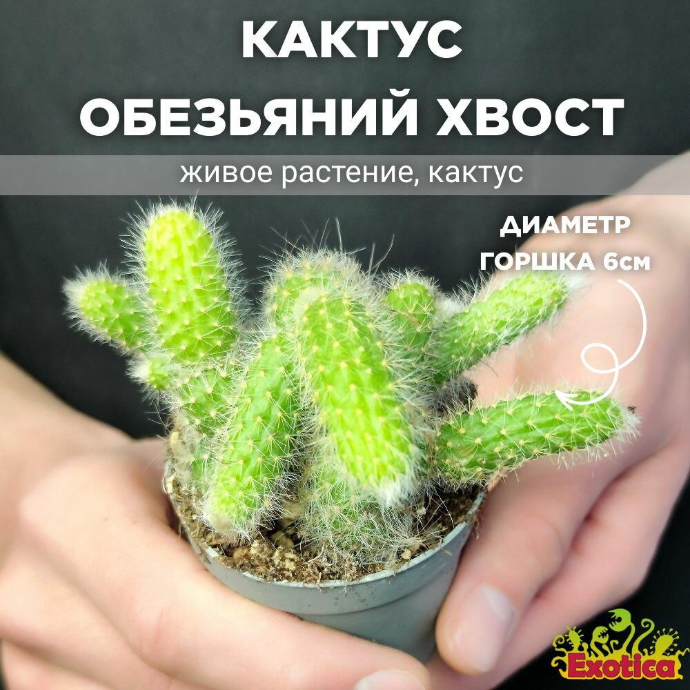 Кактус Обезьяний хвост, Хильдевинтера (Hildewintera Colademononis) D6см, живой цветок
