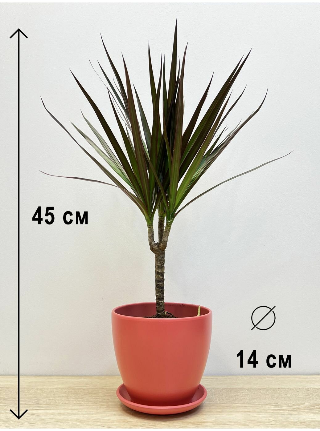 Драцена Маргината в керамическом розовом горшке с поддоном, высота композиции 40-50 см