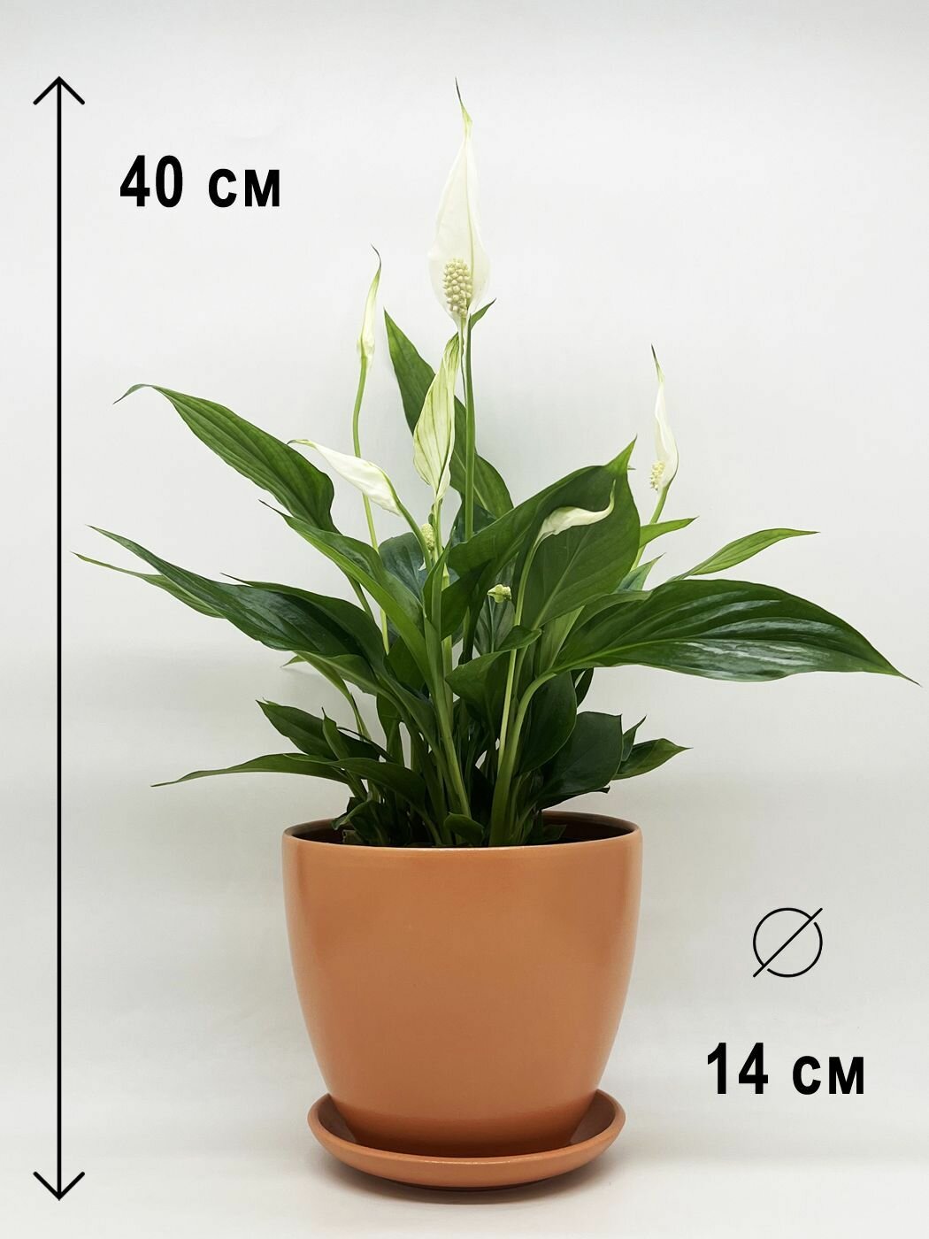 Спатифиллум в керамическом персиковом горшке с поддоном, высота композиции 35-40см