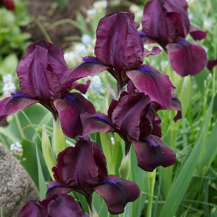 Ирис карликовый Черри Гарден луковицы, клубни, корни цветов