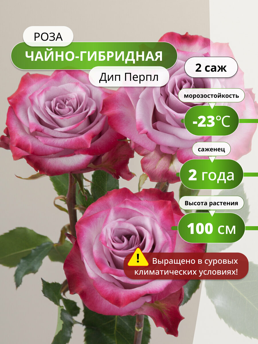 Роза Дип Перпл, 2 шт, чайно-гибридный сорт, многолетник, долгоцветущий сорт