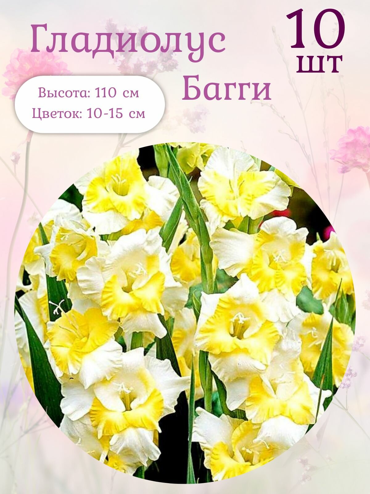 Гладиолус крупноцветковый, многолетние цветы, луковицы 10 шт.