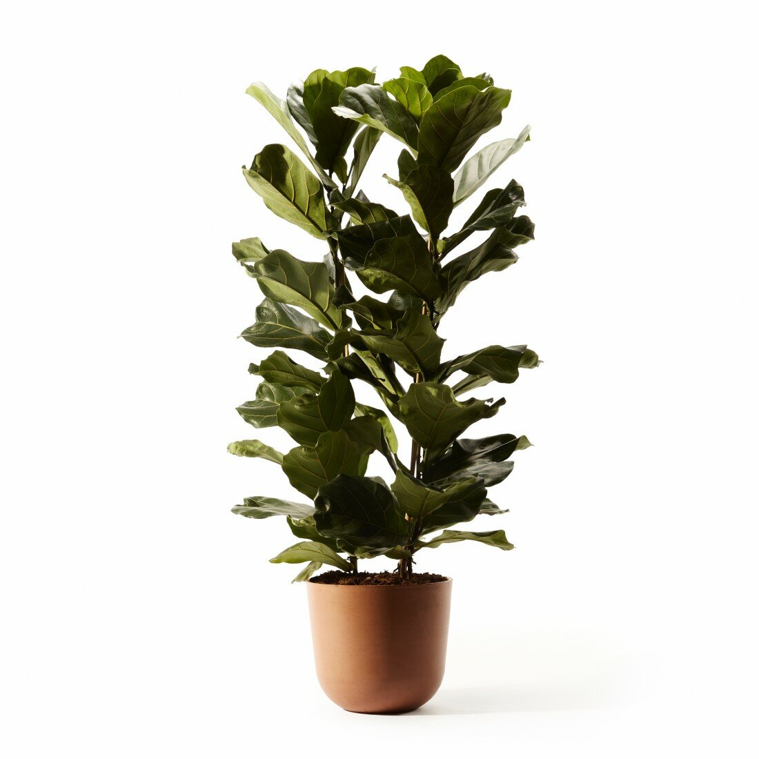 Фикус Лирата d30