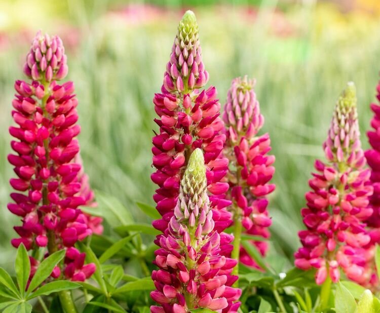 Семена растения Люпин Рубин