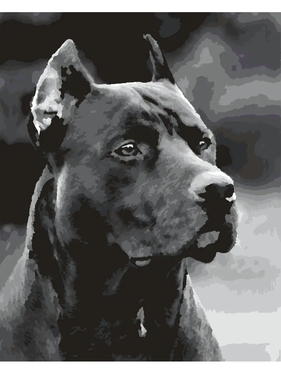 Картина по номерам "Питбуль" 40x50см