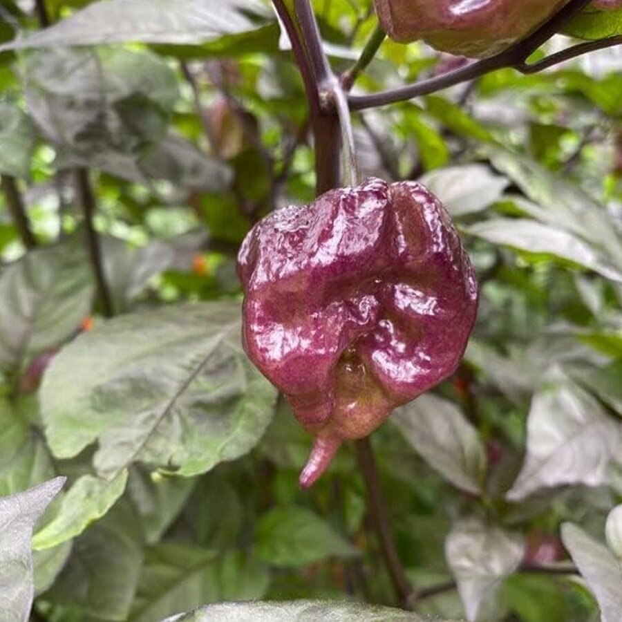 Семена Орешка Перец острый Blackjack Moruga Scorpion Trinidad 5 ШТ