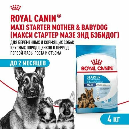 ROYAL CANIN MAXI STARTER 2 шт по 4 кг корм для щенков до 2-х месяцев, беременных и кормящих сук