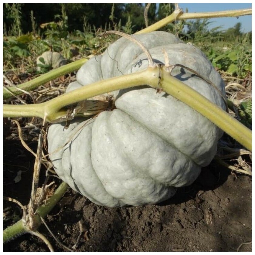 Семена Орешка Тыква столовая зимняя сладкая 5 ШТ