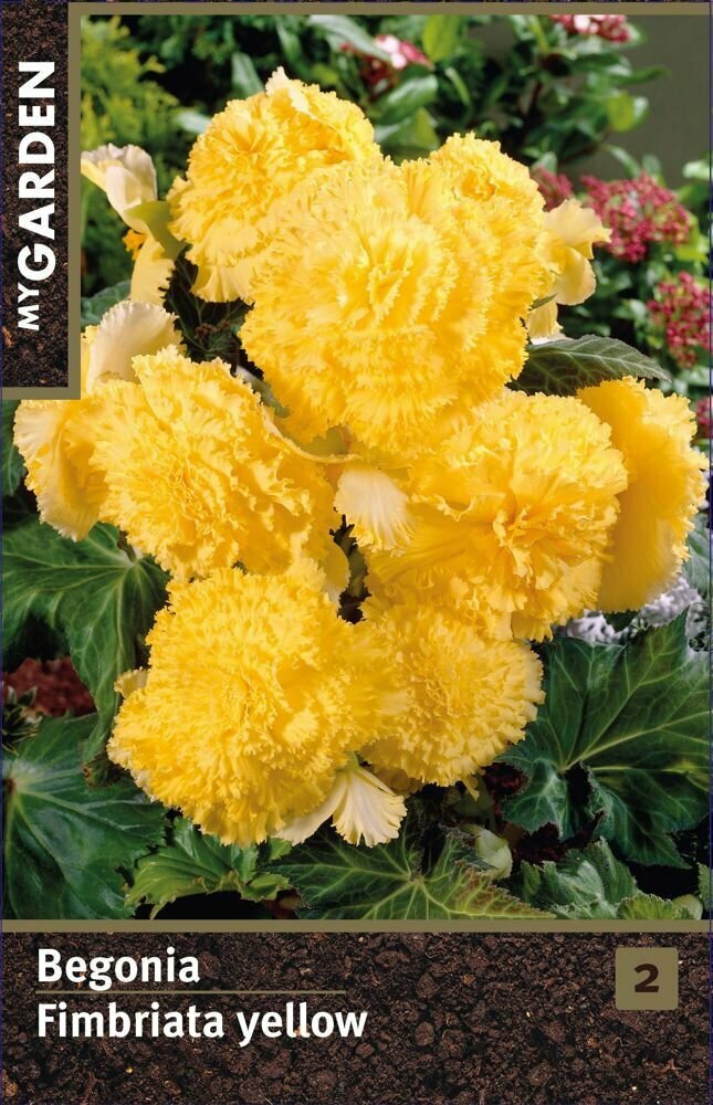 Бегония Фимбриата желтая 40 мм