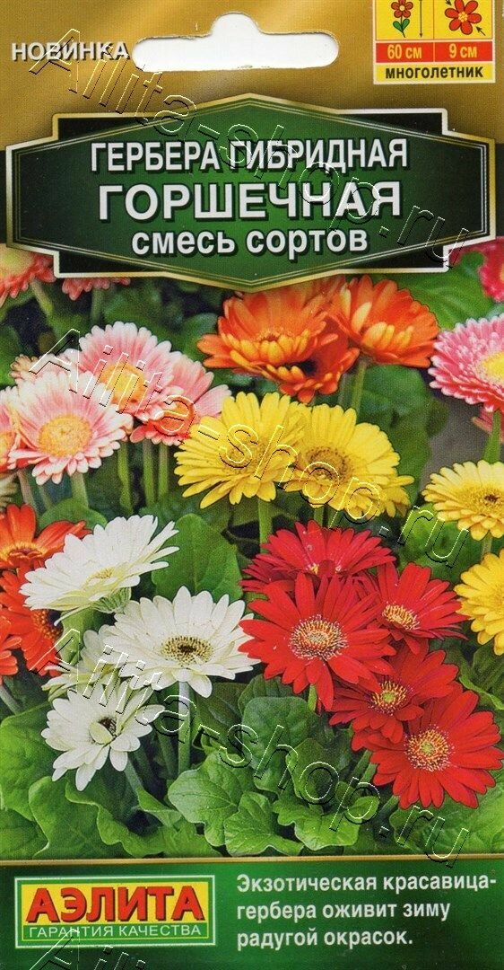 Гербера Горшечная. смесь окрасок (3 упаковки )